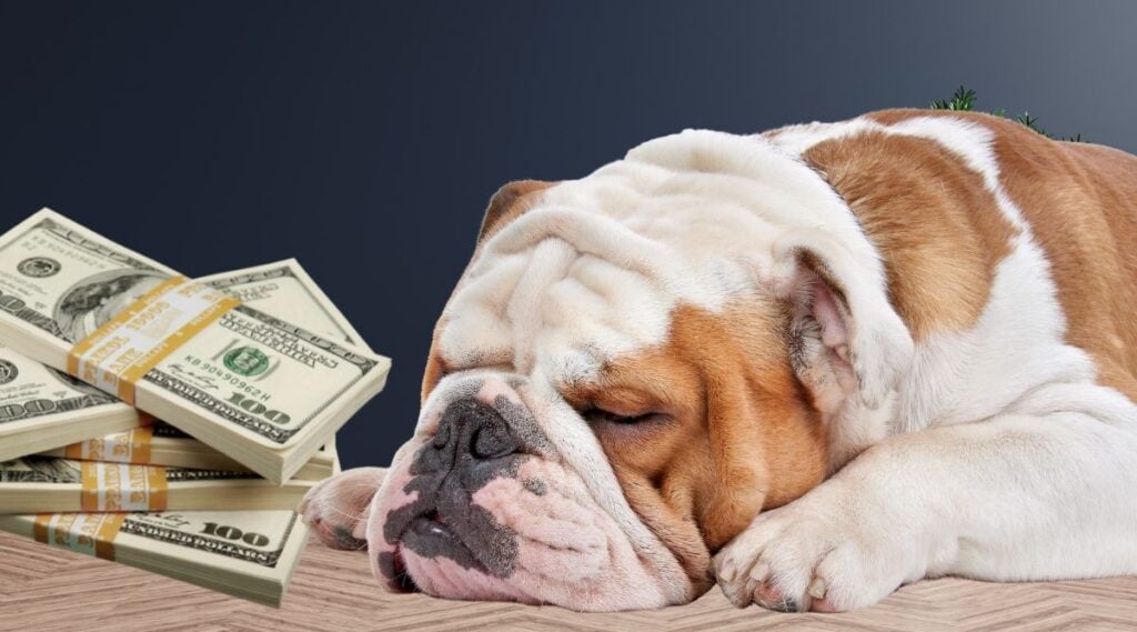 English Bulldog Price: How Much Do English Bulldog Puppies Cost ...
