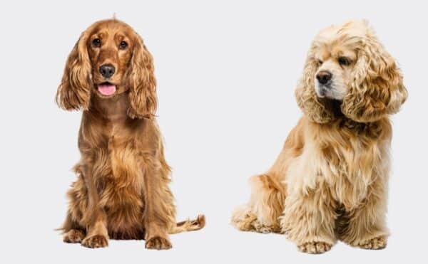 English vs. American Cocker Spaniels: Discover The Surprising ...