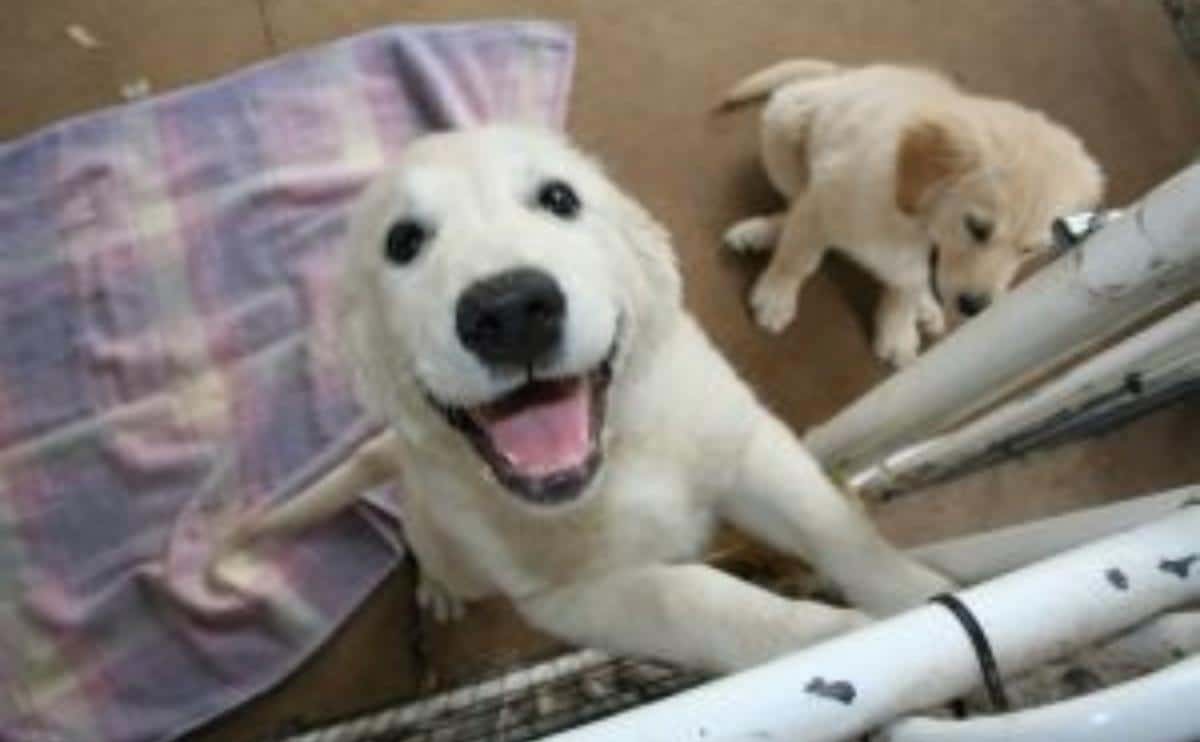 Dog Body Language Guide: What Is Your Dog Trying To Tell You?