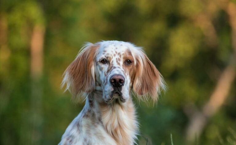 Extinct Dog Breeds: What Are The Numbers? - Canine Journal