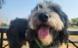 Sniffspot Review: My Personal Experience With The Airbnb Of Dog Parks