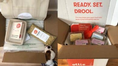 PetFlow Review: Do They Offer Reliable Dog Food & Pet Supply Delivery?