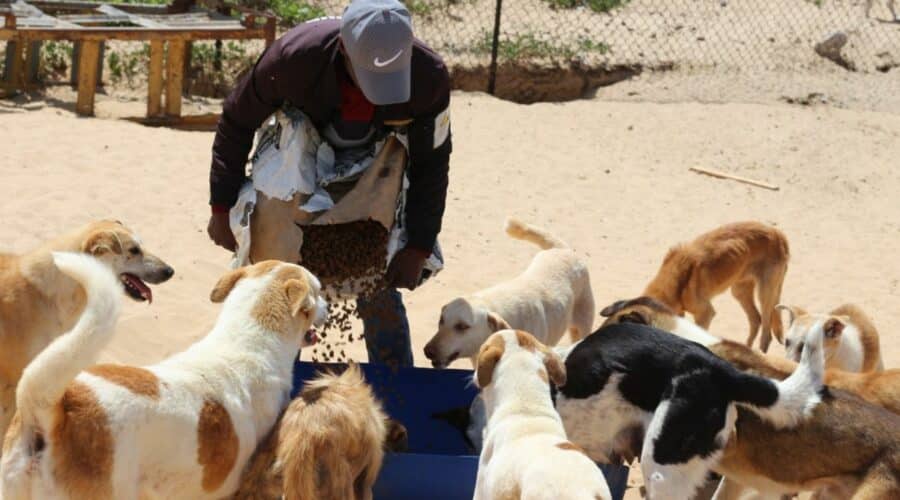 Care Archives | Canine Journal