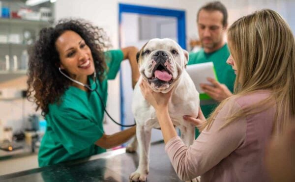 Trupanion vs Healthy Paws Pet Insurance: What The Experts Say About ...