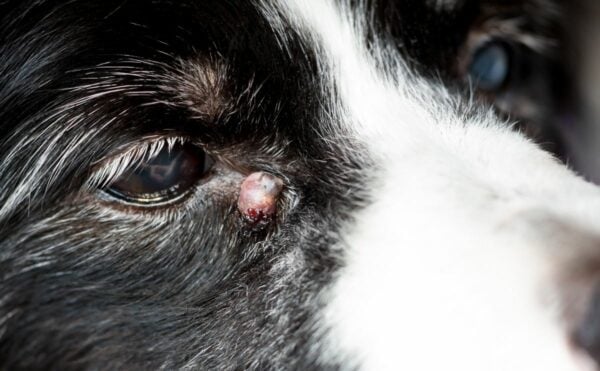 Types Of Cysts On Dogs: Symptoms, Remedies & More - Canine Journal