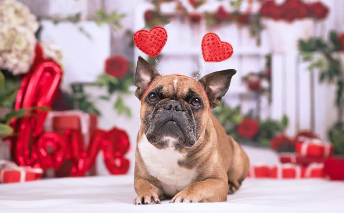 The Ultimate Dog-Friendly Valentine’s Day Guide: 12 Ways To Celebrate ...