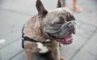 Is Your Frenchie At Risk? 11 Common French Bulldog Health Issues ...