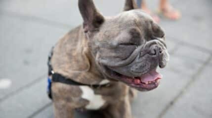 Dogs With Down Syndrome: Are Dogs Born With This Genetic Abnormality?