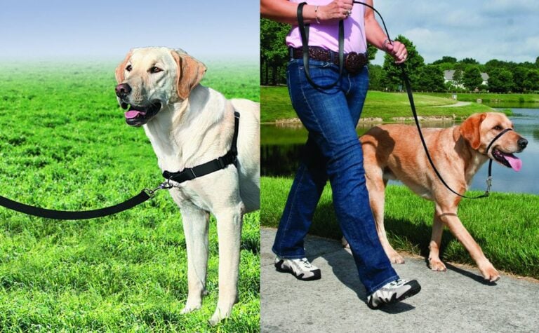 Gentle Leader vs Easy Walk Harness: Which Will Help Your Dog Walk Better?