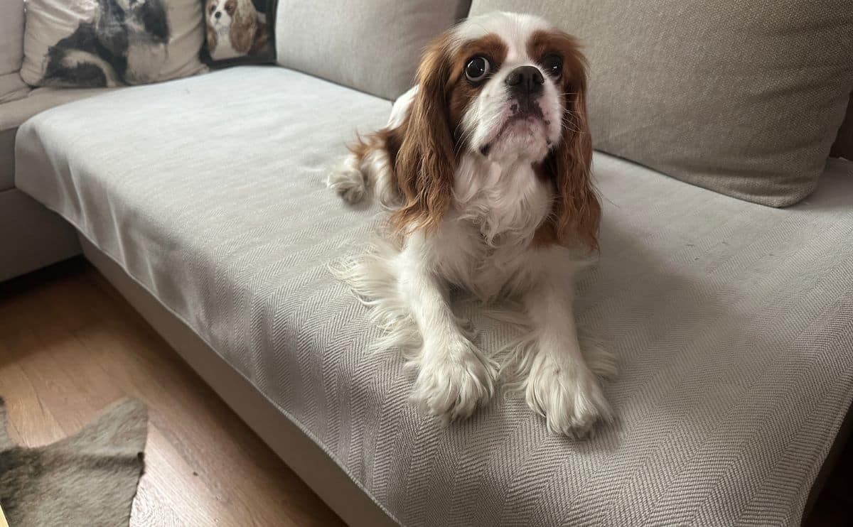 Funny Fuzzy Review: How Good Is This Popular Pet Brand, Funny Fuzzy ...