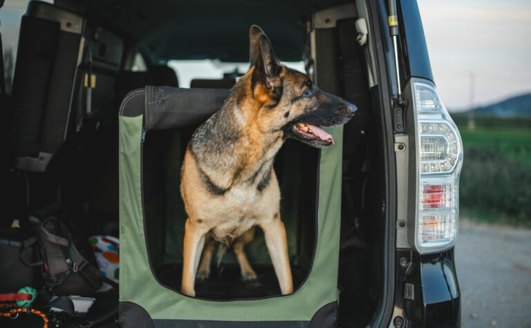 Best Dog Crates For Cars: Protect Your Dog With These Crates & Carriers ...