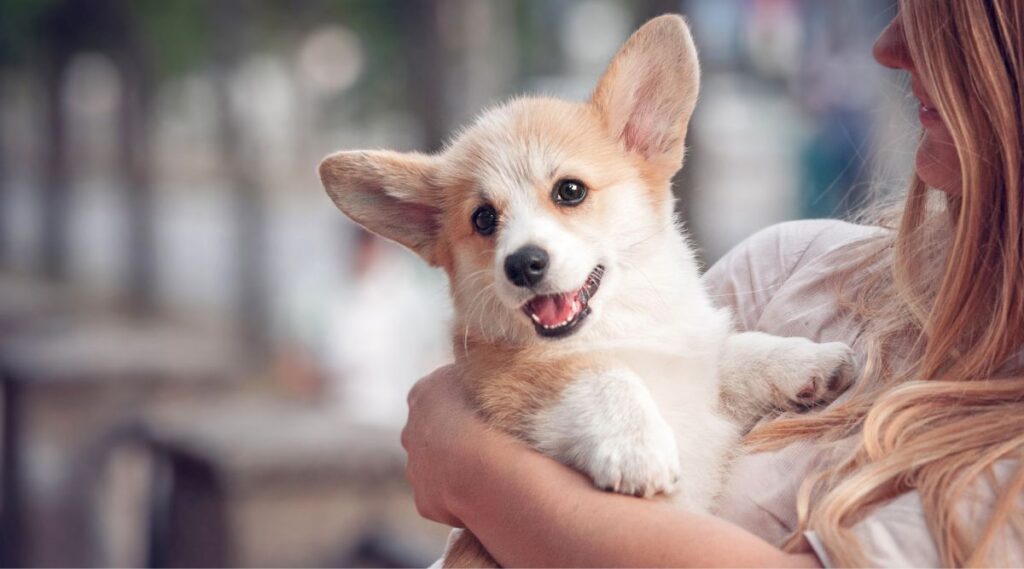 Corgi Price: How Much Do Corgi Puppies Cost? - Canine Journal