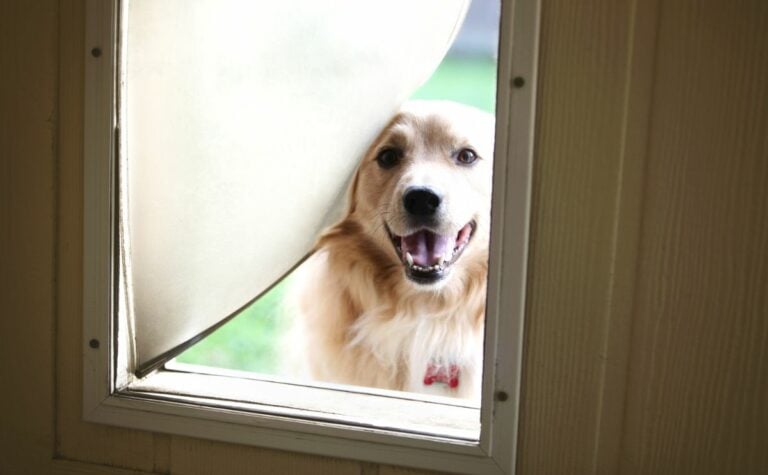 Best Dog Doors By Type: Smart, Automatic, In Wall, Sliding Glass ...