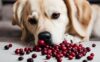 Can Dogs Eat Cranberries? How To Safely Feed Your Dog Cranberry ...