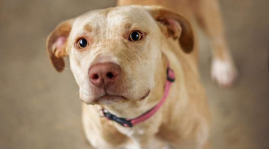 Golden Retriever-Pitbull Mix Information: Facts, Traits & More - Canine ...