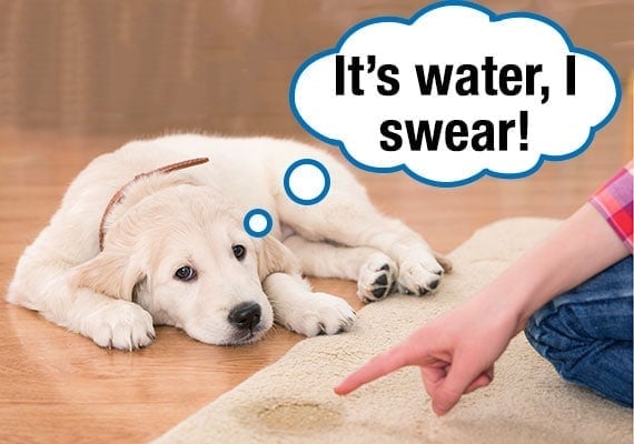 4 Best No-spill Dog Bowls For Sloppy Drinkers (17 Tested) | Canine Journal