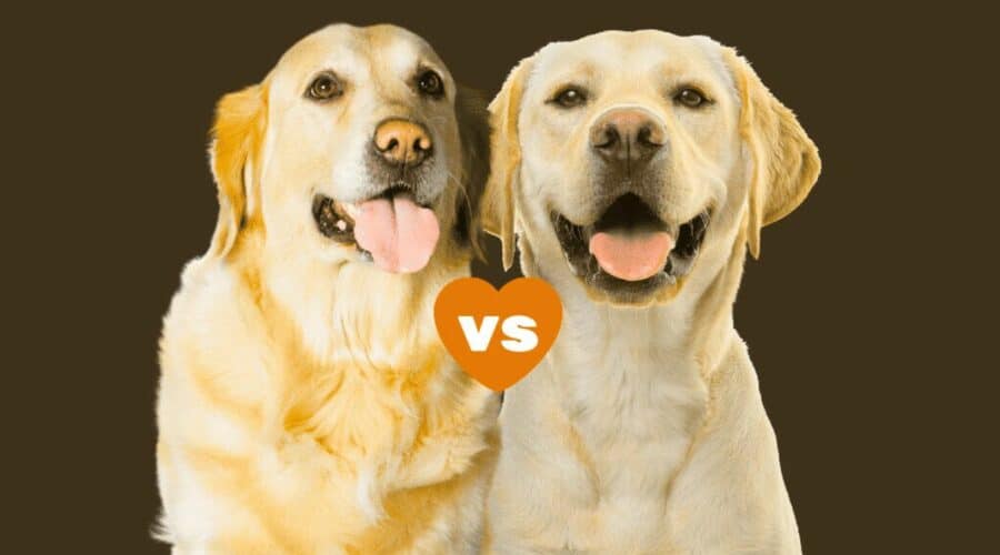 Breed Comparisons Archives | Canine Journal