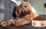 Goldendoodle Feeding Chart: What Do Goldendoodles Puppies Need To Eat ...