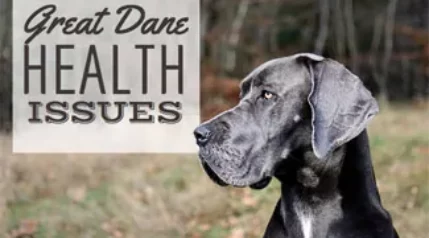 Health Archives | Canine Journal