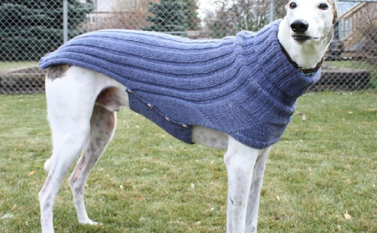 6 Free DIY Knitted Dog Sweater Patterns: Cable, Striped, Nordic & More ...