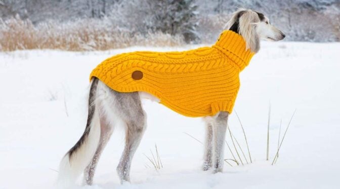 Top 26 Cold-Weather Dog Breeds: Snow-Loving Pups Built for the Chill ...
