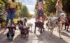 How Many Dogs Is Too Many? Here’s Where To Draw The Line - Canine Journal