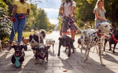 STOP Trying To Be The Alpha! The Truth About Dog Pack Behavior - Canine ...