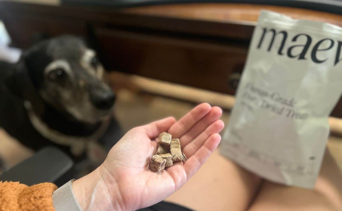 Maev Dog Food Review: Raw Subscription, Bone Broth & Supplements ...