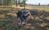 Sniffspot Review: My Personal Experience With The Airbnb Of Dog Parks