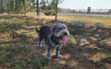 Sniffspot Review: My Personal Experience With The Airbnb Of Dog Parks