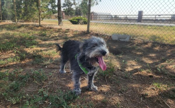 Sniffspot Review: My Personal Experience With The Airbnb Of Dog Parks