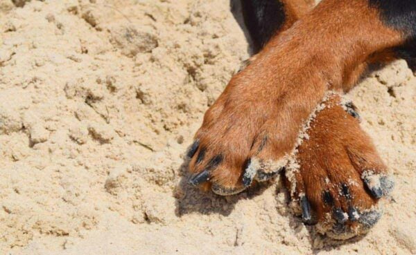 Best Rabbit Insurance: Hop Your Bunny Into Coverage Today