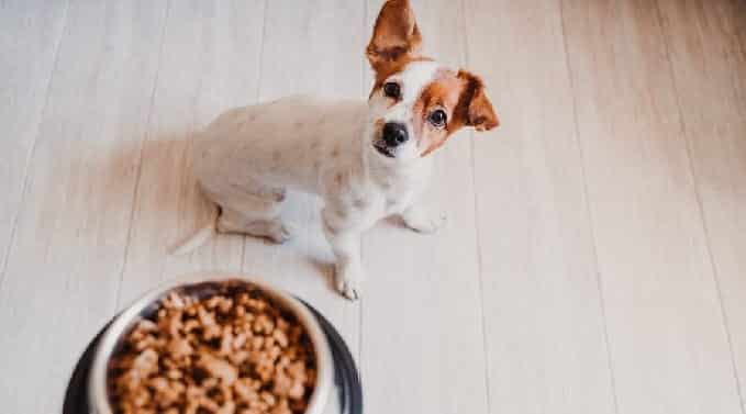 Canine Journal | The authoritative resource on dogs for pet owners ...