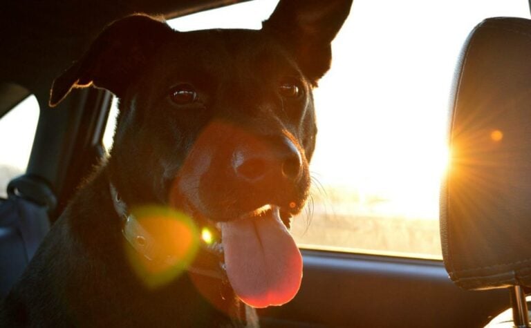 Seborrhea In Dogs: Causes, Diagnosis, Treatment & More - Canine Journal