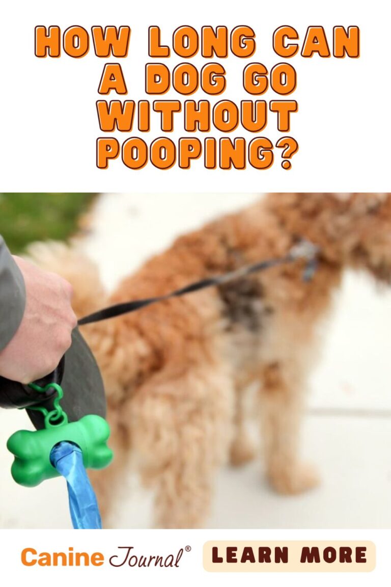 Help! My Dog Hasn't Pooped In 3 Days. How Long Can A Dog Go Without ...
