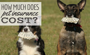 How Much Does Pet Health Insurance Cost And Is It Worth It? Average ...