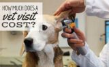 How Much Does A Vet Visit Cost? List Of Common Expenses – CanineJournal.com