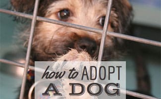 How To Adopt A Dog Guide (And Our Experience) | Canine Journal