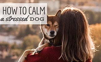 How To Calm A Stressed Dog: Signs Of Stress And Relief Tips
