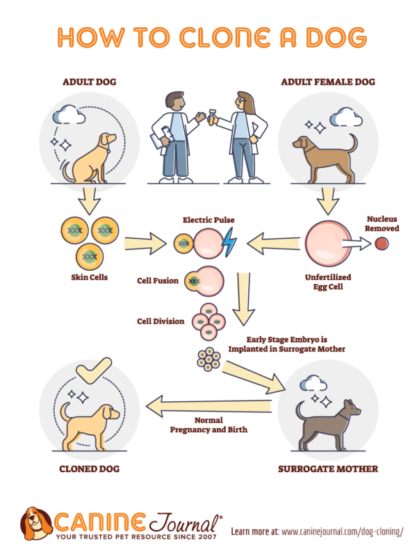 Cloning Your Dog: A Second Chance Or A Pricey Illusion? - Canine Journal