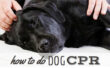 CPR For Dogs: A Step-By-Step Guide To Saving Your Dog’s Life ...
