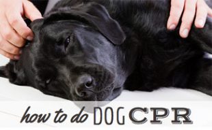 CPR For Dogs: A Step-By-Step Guide To Saving Your Dog’s Life ...