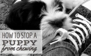 6 Tips For How To Stop A Puppy From Chewing – CanineJournal.com