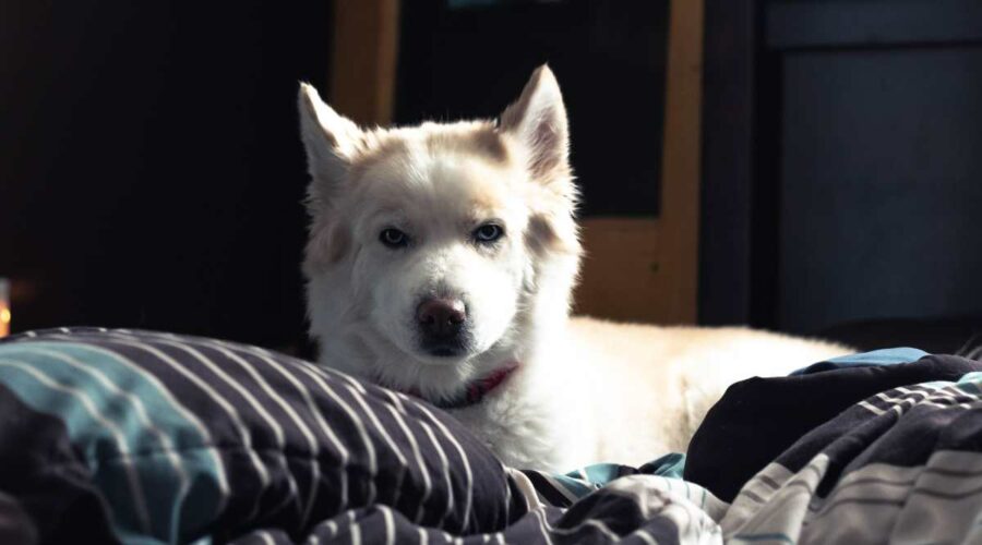 22 Stunning Siberian Husky Mixes And What To Expect - Canine Journal