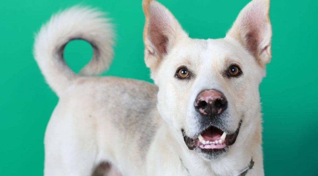 Beagle Husky Mix: Beaski Breed Information, Traits, Facts & More ...