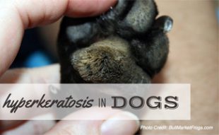 Hyperkeratosis In Dogs: Does Your Dog Have Hairy Feet? – CanineJournal.com