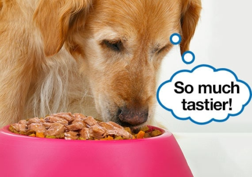 Dog Not Eating? Don’t Panic – A Vet Breaks Down The Common Causes