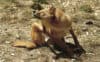 Folliculitis In Dogs: Symptoms, Treatment & Prevention - Canine Journal