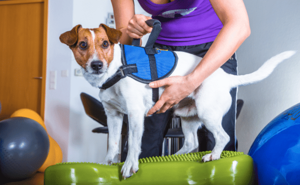 Physical Therapy For Dogs? Yes, It's A Thing, And It Can Work Wonders ...