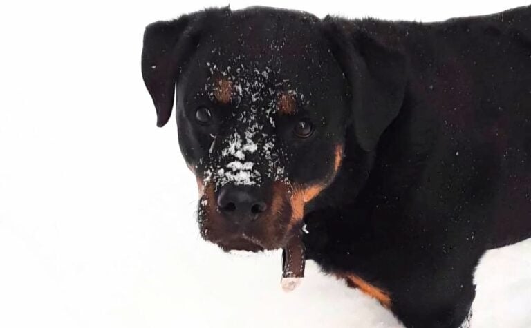 The Rottweiler: Fierce Guardian Or Loyal Friend? Get The Facts In This ...